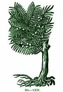 Pacific Yew - Pocket Herbal | The Practical Herbalist