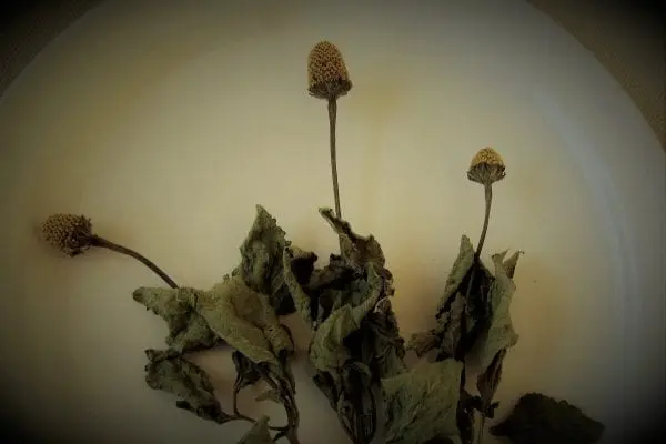 Spilanthes: Toothache Plant with Buzz Buttons | The Practical Herbalist