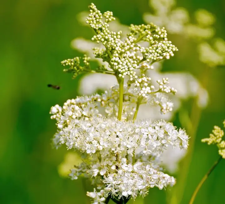 Meadowsweet Myth, Magic, History, and Folklore | The Practical Herbalist